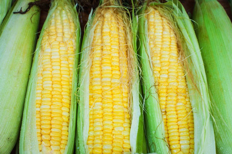 Fresh corns stock photo. Image of grain, natural, maize - 93917436
