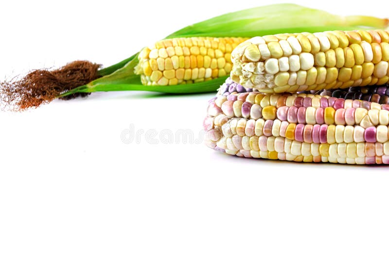 Fresh Corns, Colorful Corn, Sweet Corn, Purple Maize on White Stock ...