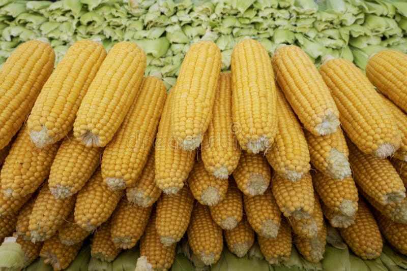 Fresh Corns at the Market stock image. Image of nutrition - 149656083