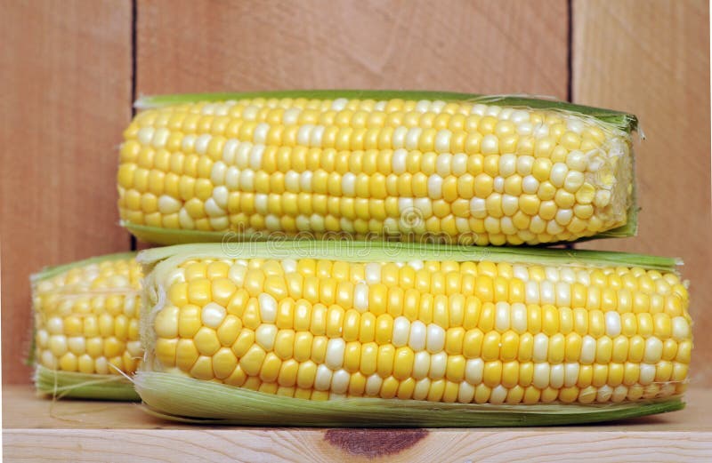 Fresh corns stock image. Image of table, vegetable, crop - 141297663