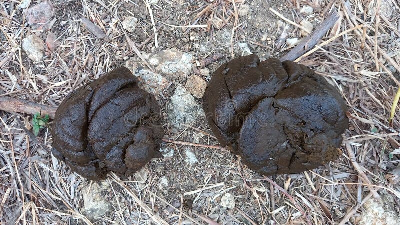 Fresh Cow Dung Lying on the Ground Stock Photo - Image of wildlife ...