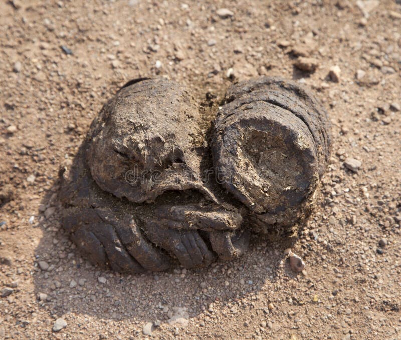 A Fresh Cow Manure on a Ground. Stock Photo - Image of ground ...
