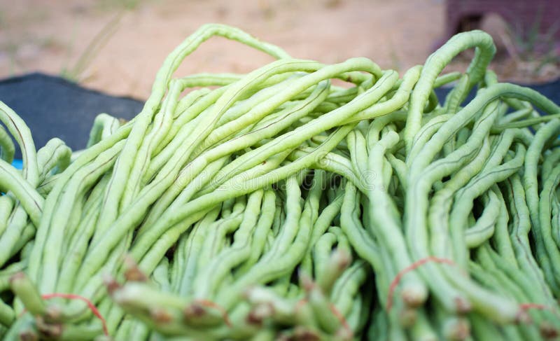 Cow-peas stock image. Image of market, crop, healthy - 100583837