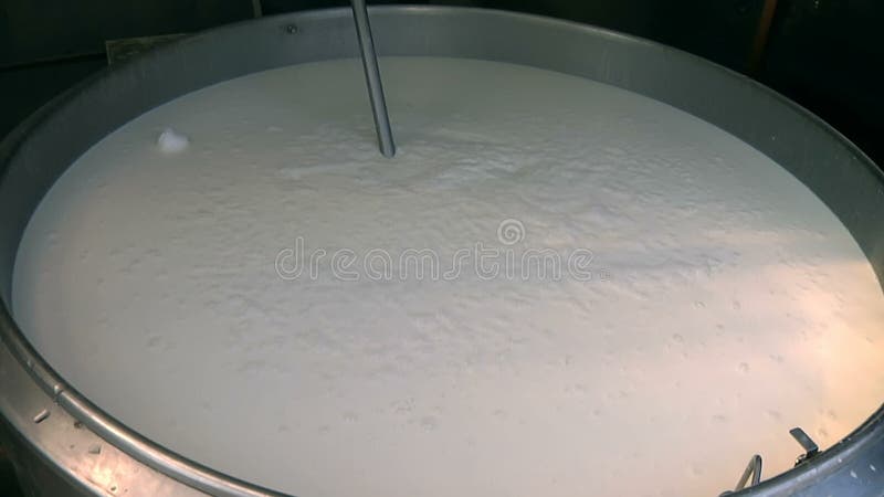 Fresh Cow`s Milk in a Tank stock footage. Video of beverage - 245397598