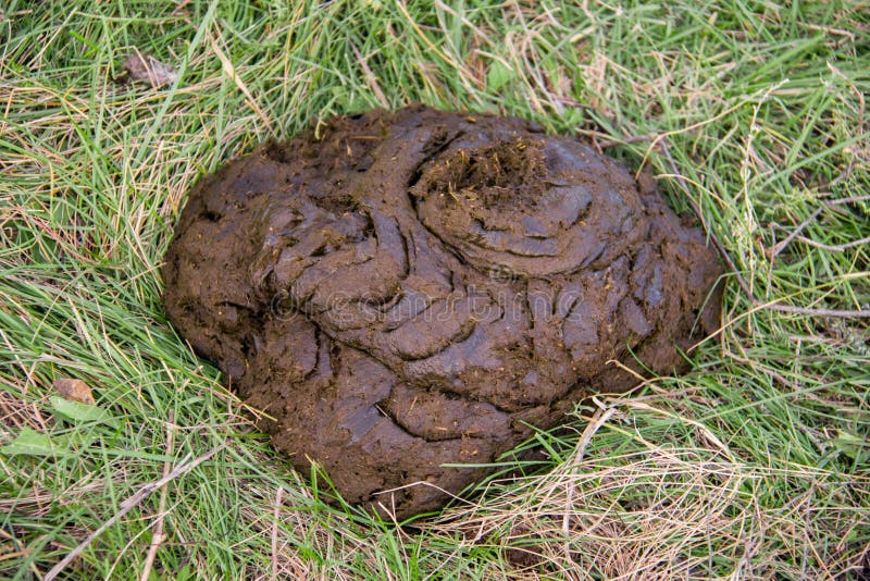 6,930 Shit Stock Photos - Free & Royalty-Free Stock Photos from Dreamstime