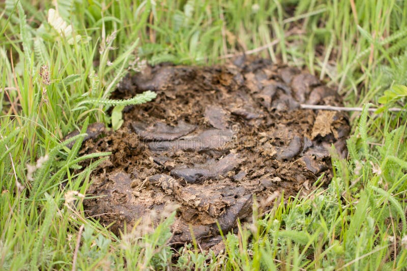 Fresh Cow Shit on the Green Grass Stock Photo - Image of agricultural ...