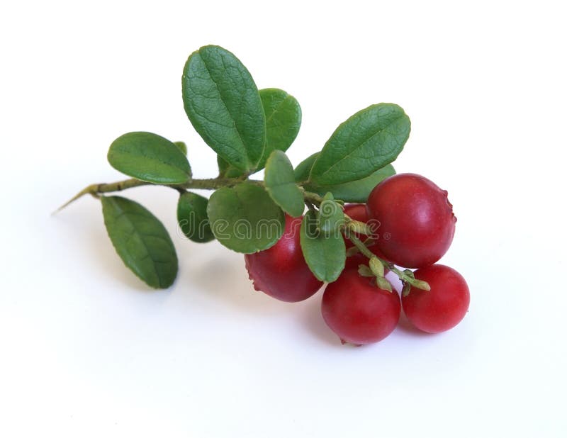 Cowberry stock image. Image of plant, white, fresh, moss - 7634887