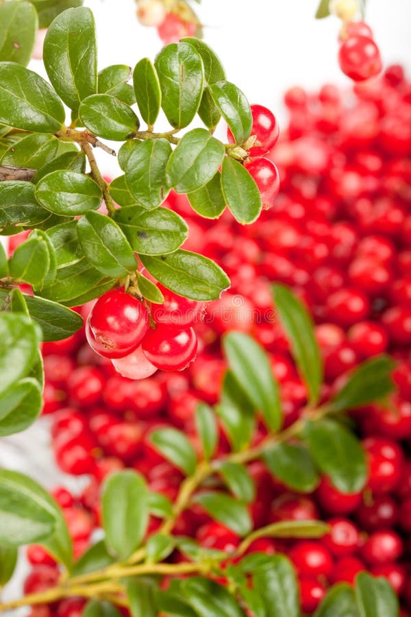 Fresh Cowberry with Green Leaves Stock Image - Image of juice, fruit ...