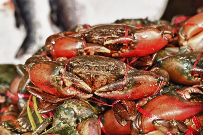 Fresh crab stock image. Image of gourmet, aquatic, water - 25476397