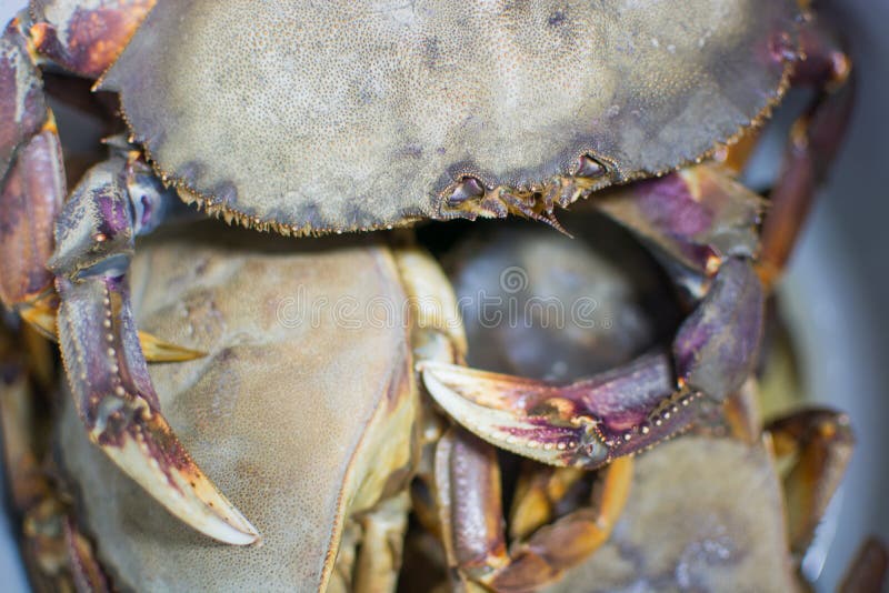 Fresh crab stock photo. Image of white, crab, crabs - 116962024