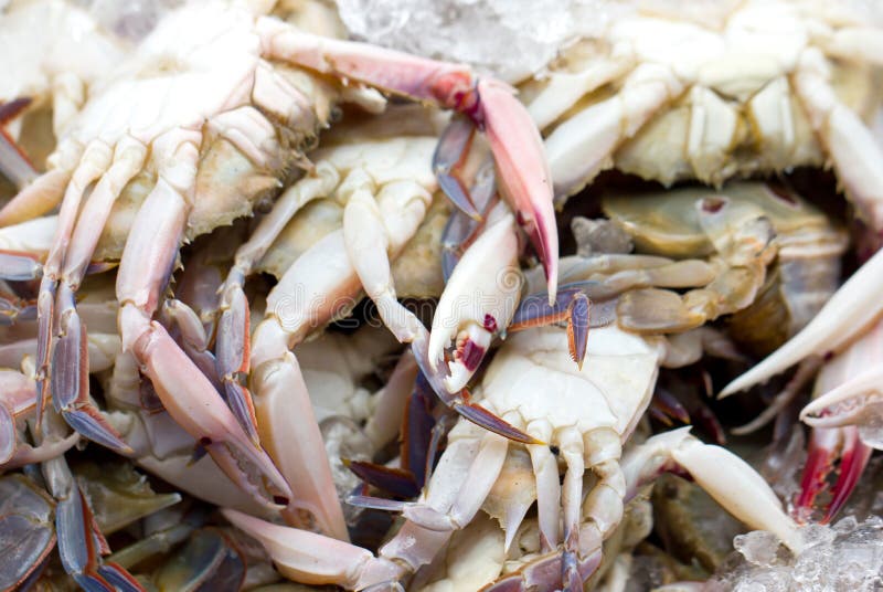 Fresh Crab stock image. Image of valencia, food, crab - 58862255