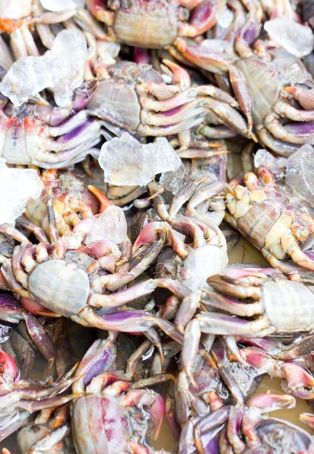 Fresh Crab. stock image. Image of place, gourmet, life - 36383839