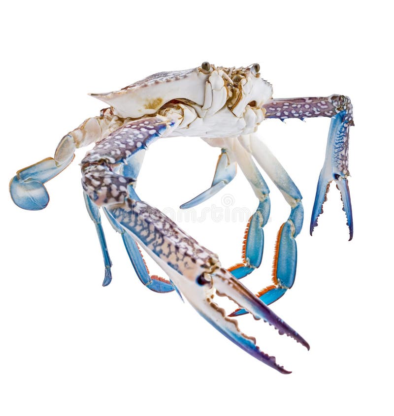 Blue Sea Crab Isolated on White Background. Stock Image - Image of ...