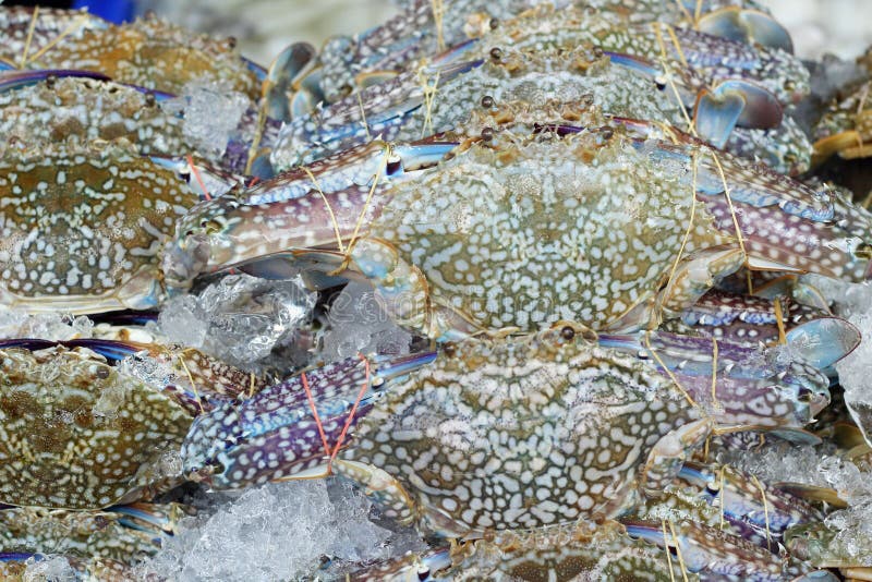 Fresh crab at the market stock image. Image of place - 46088915