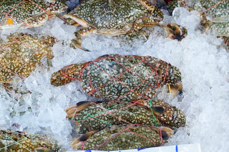 Fresh crab at the market stock photo. Image of maritime - 46089062