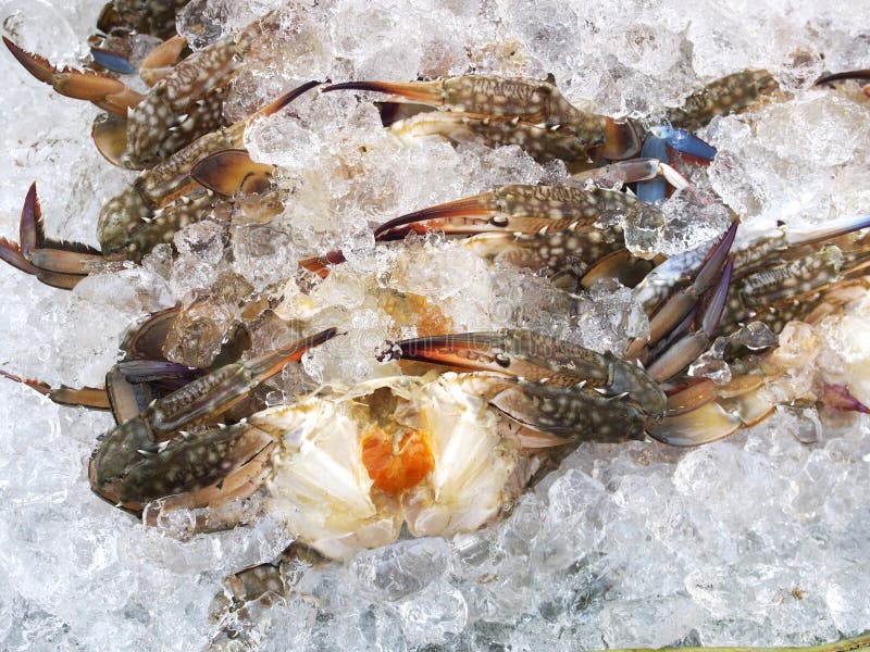 Fresh Crab, Seafood Ingredient Stock Image - Image of seafood ...