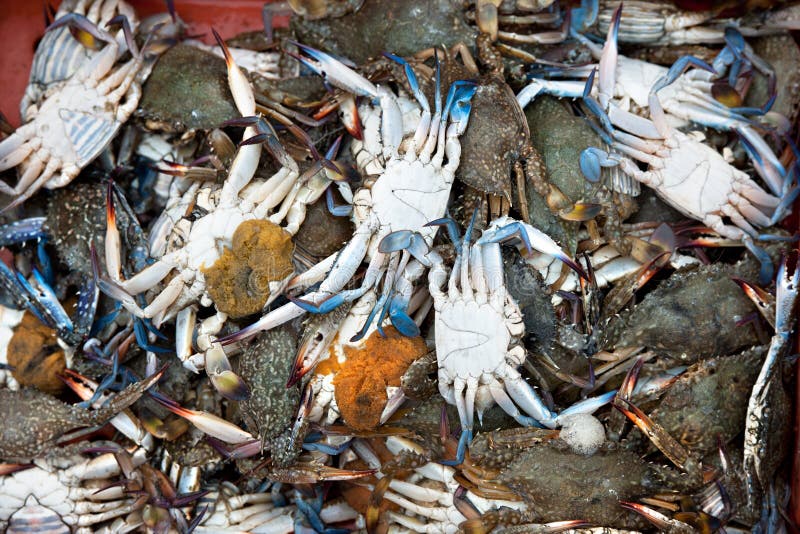 The Fresh Crabs is in the Supermarket Stock Image - Image of fresh ...