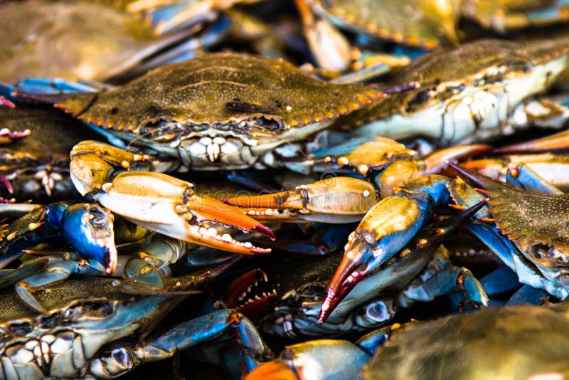 Fresh crabs. stock photo. Image of shell, fresh, crabs - 61781446
