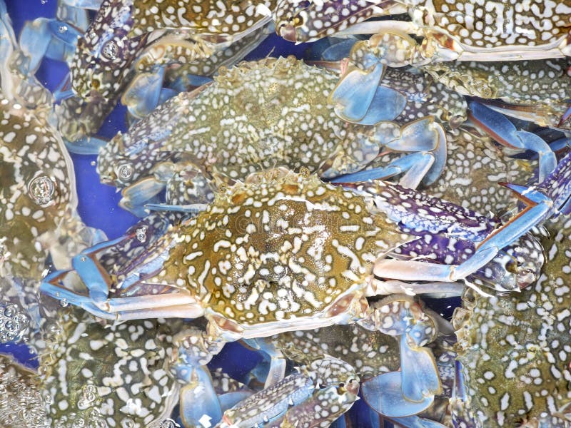 Fresh Crabs and Seafood at the Seaside Market Stock Image - Image of ...