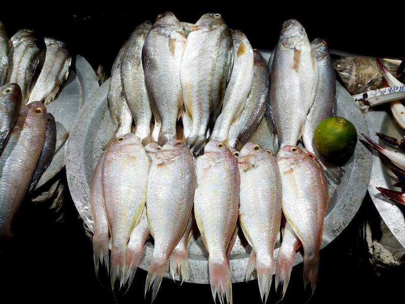 Fresh Fishes for Sell in Fish Market Stock Image - Image of seafood ...