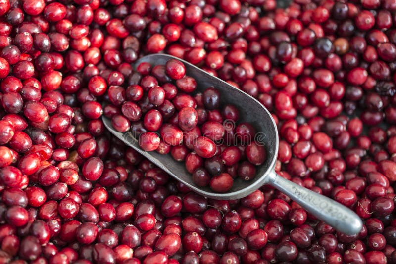 Fresh cranberries stock photo. Image of vaccinium, cranberries - 28311984