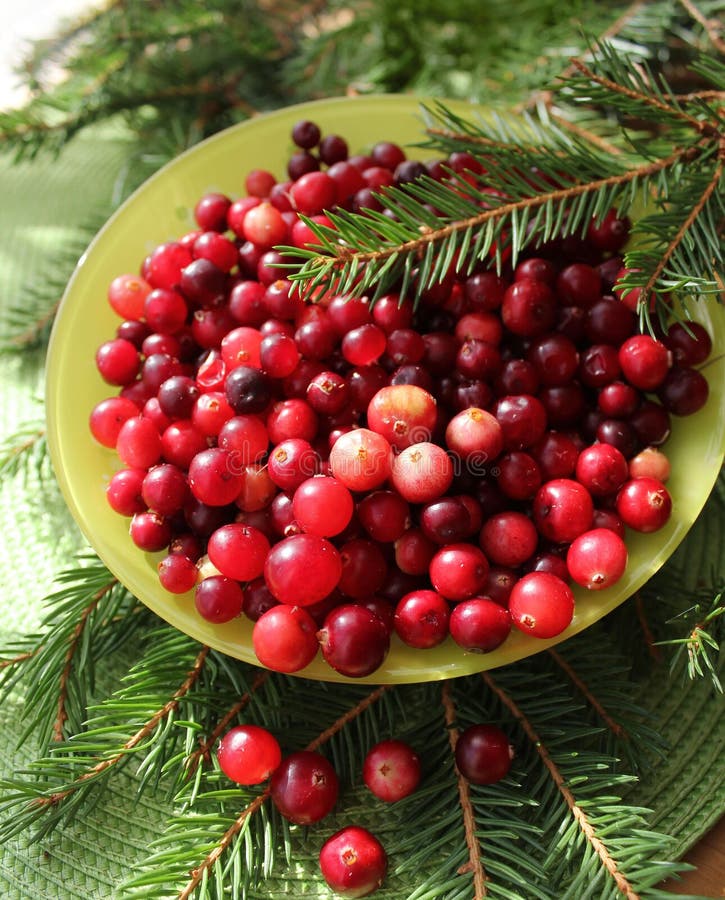 Fresh cranberries stock photo. Image of natural, juicy - 34251862