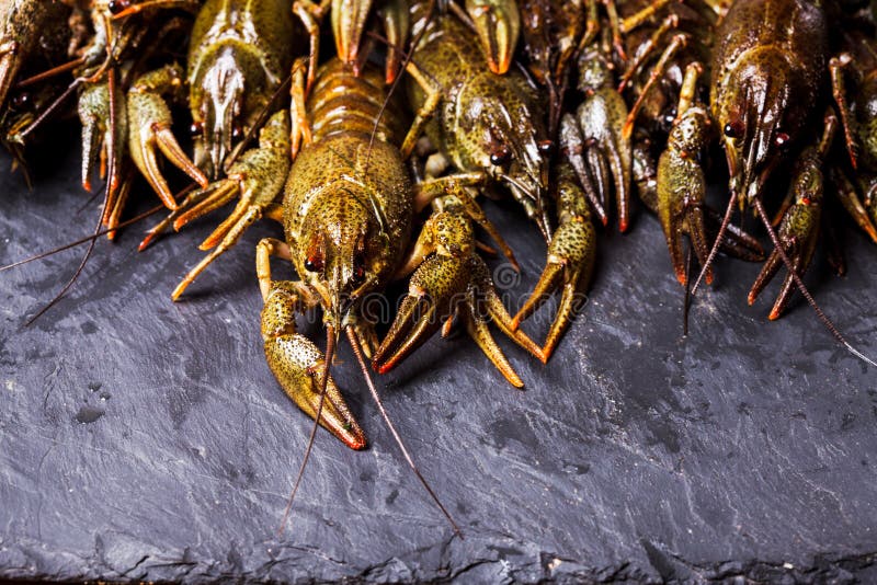Fresh crayfish close-up stock photo. Image of healthy - 95978086