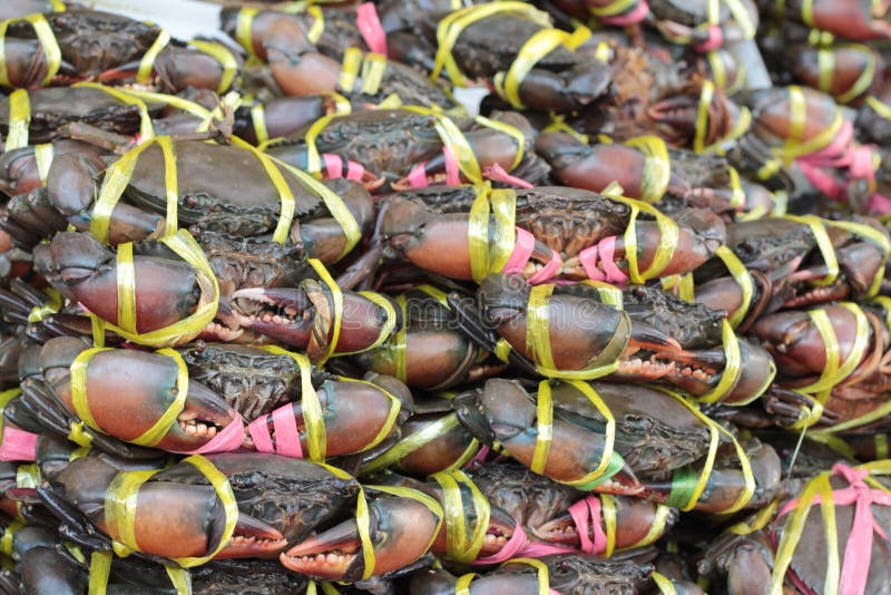 Fresh Crayfish for Cooking in the Market. Stock Image - Image of ...