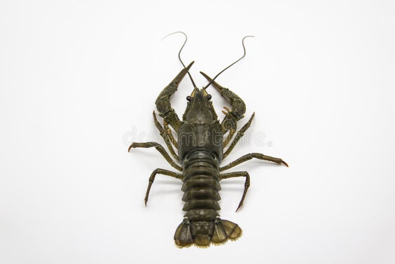 A Fresh Crayfish or Lobster from the River on a White Background Stock ...
