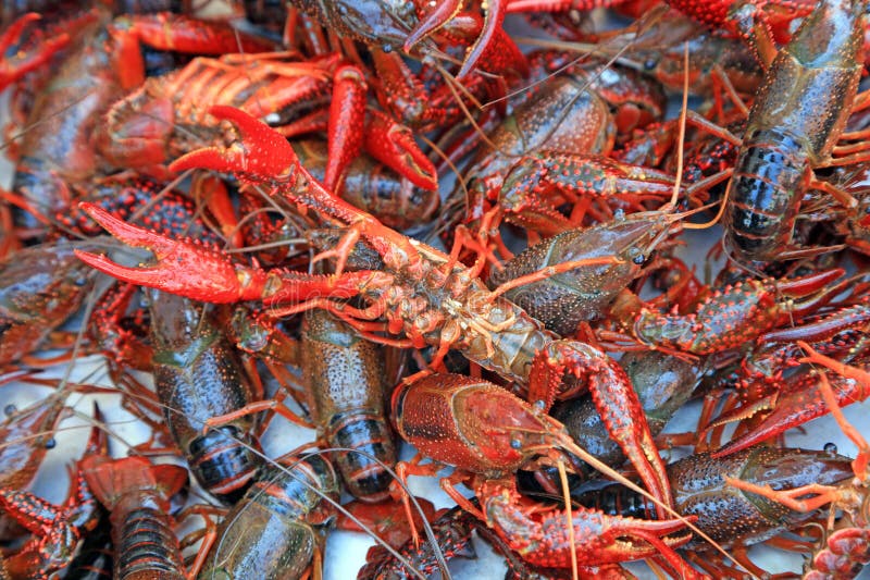 Fresh Crayfish on the Market Stock Photo - Image of healthy, alive ...