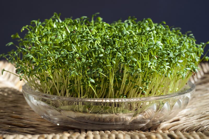Germinated Seeds of Cress, Radish, Wheat Stock Photo - Image of fresh ...