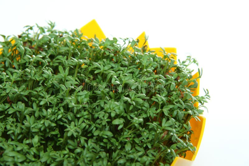 Fresh Cress stock image. Image of hope, ester, healthy - 13387349