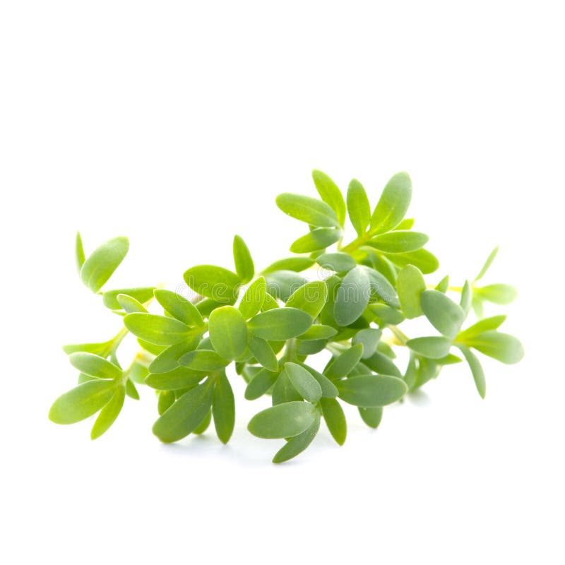 Fresh cress stock image. Image of herb, vegetarian, healthy - 19380287