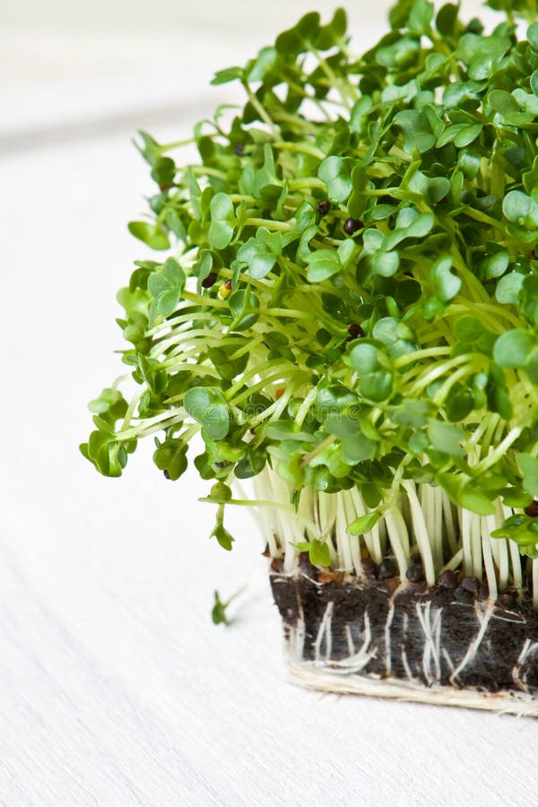 Fresh cress stock image. Image of fresh, food, vegetable - 6990679