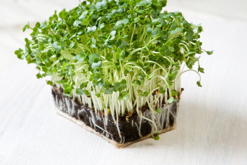 Fresh cress stock photo. Image of vegetable, macro, health - 6990688