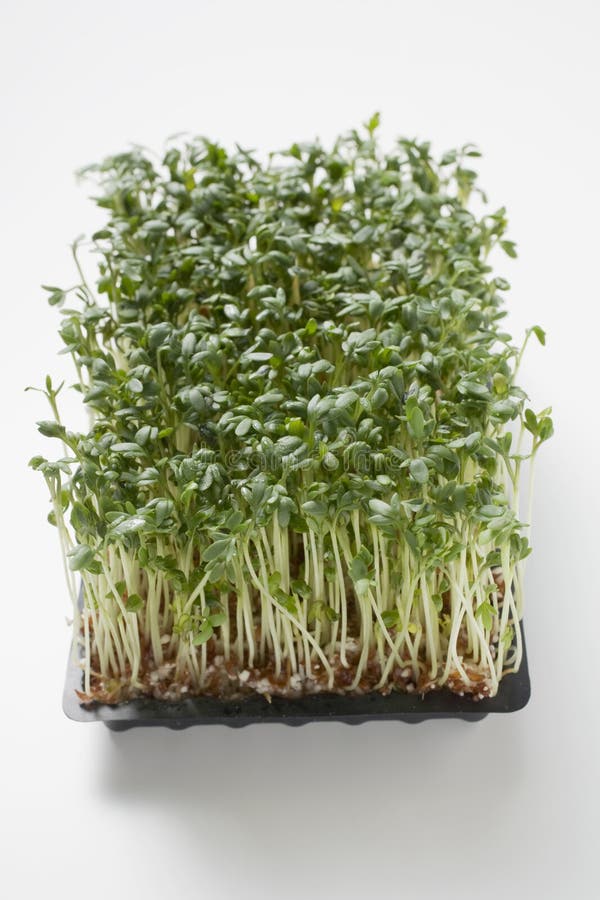 Fresh cress stock photo. Image of container, cress, uncooked - 7676038
