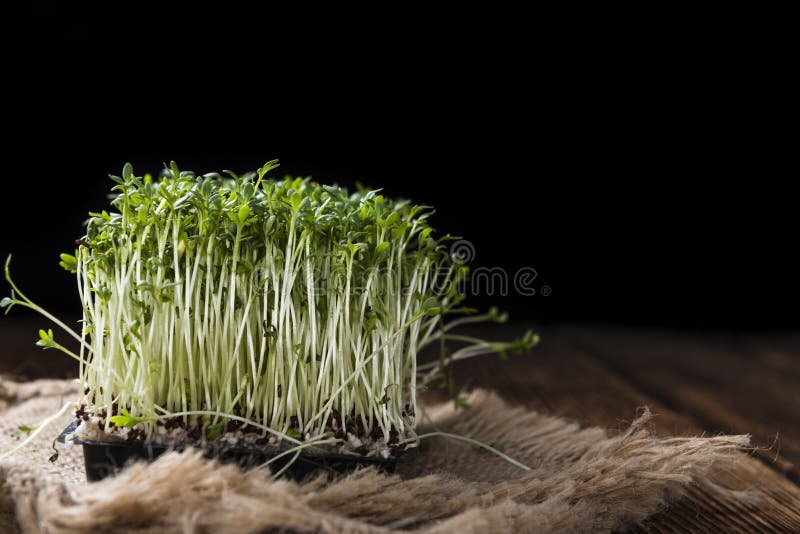 Fresh Cress (close-up Shot) Stock Image - Image of seedling, cress ...