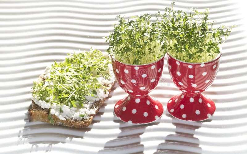 Fresh cress stock photo. Image of herbs, natural, growth - 52549366