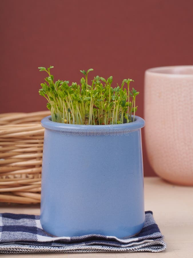 674 Pot Cress Stock Photos - Free & Royalty-Free Stock Photos from ...