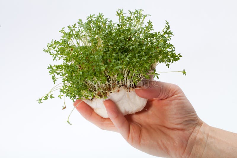 Fresh cress in the hand stock photo. Image of dieting - 32359000