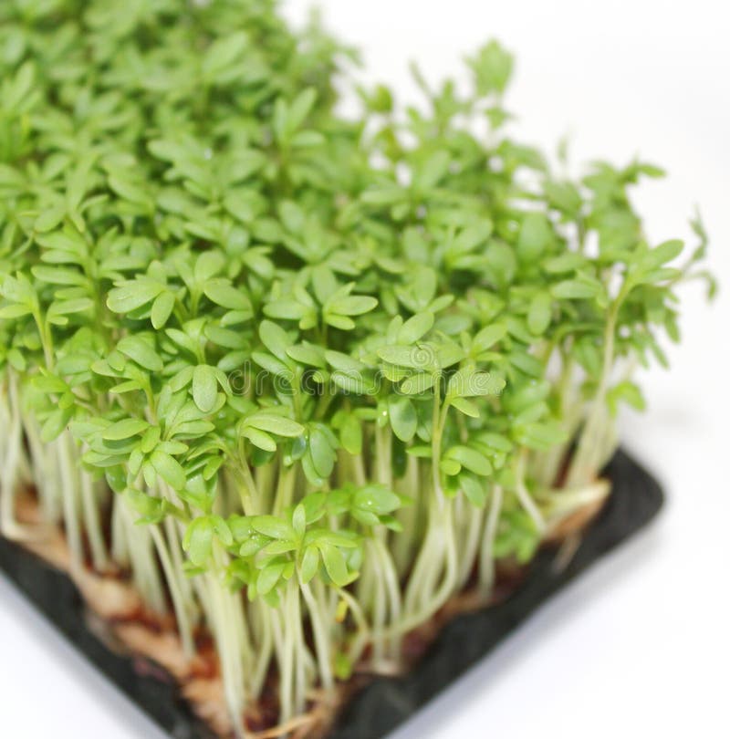 Fresh cress stock image. Image of healthy, ingredient - 32489793