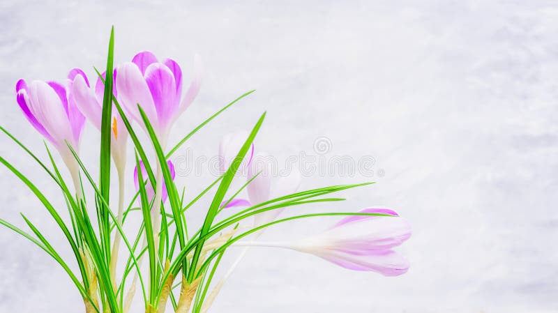 Fresh Crocuses Flowers on Light Background, Side View Stock Photo ...