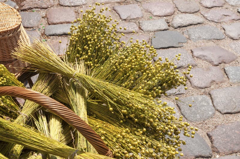 Fresh Crop of Flax in Basket Stock Image - Image of agriculture, fresh ...