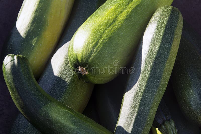 Fresh Crop Vegetable Marrow Stock Image - Image of farmer, vegetable ...