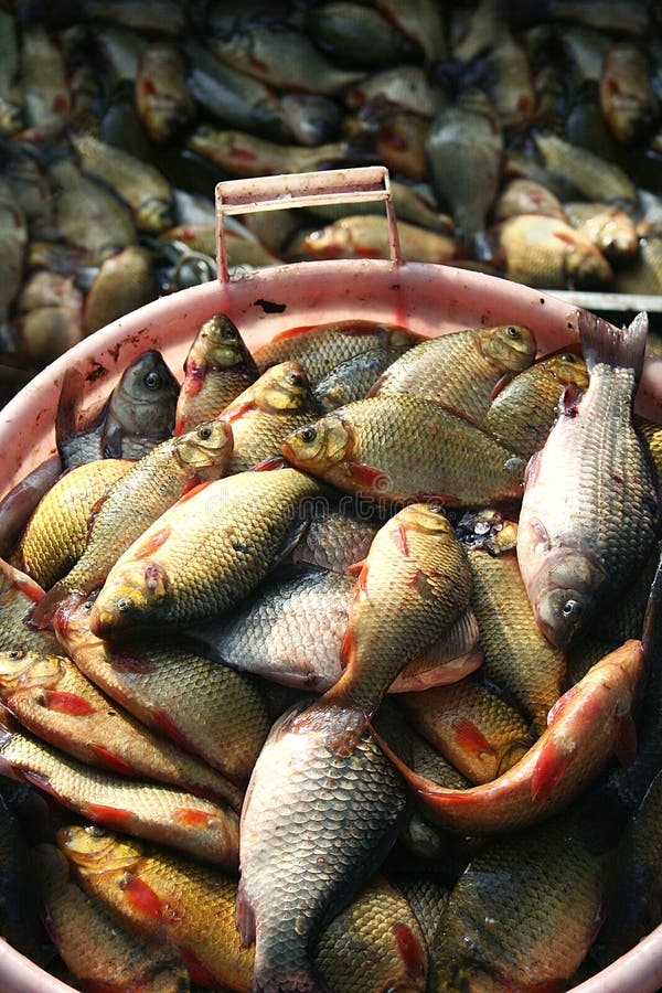 Fresh Crucian Fish on a Shop Counter. Crucian Stock Image - Image of ...