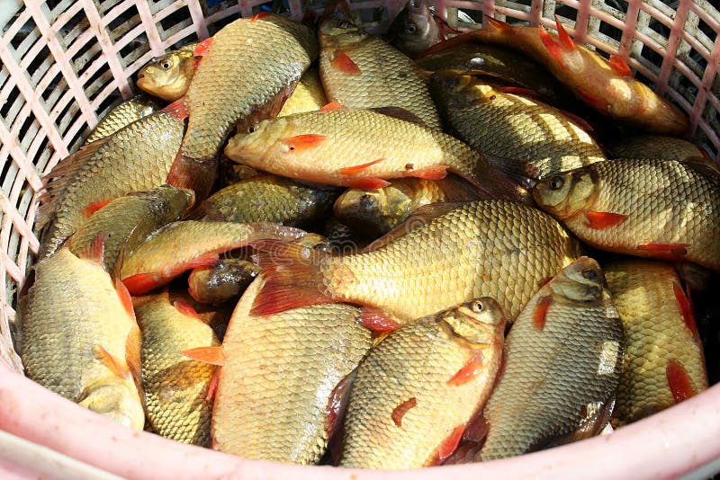 Fresh Crucian Fish on a Shop Counter. Crucian Stock Photo - Image of ...