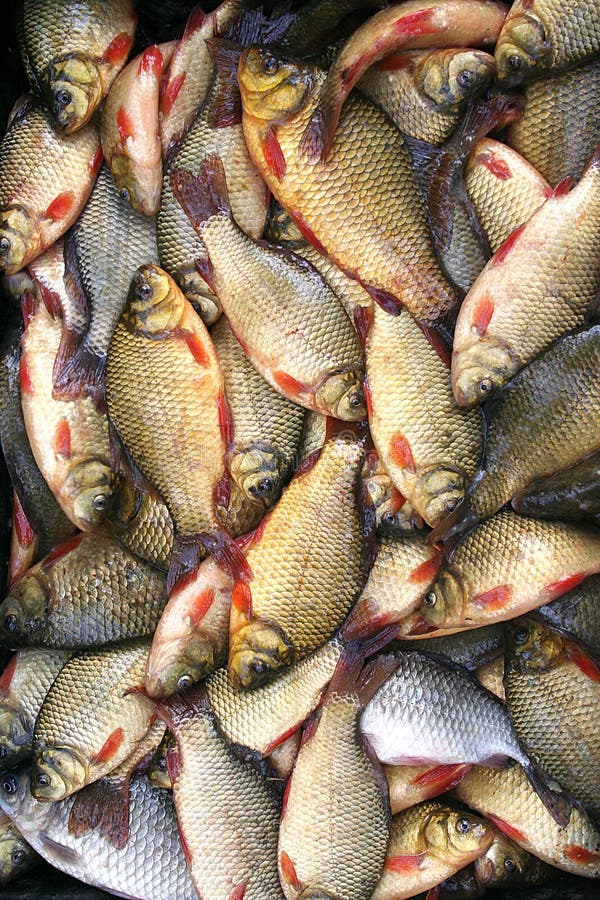 Fresh Crucian Fish on a Shop Counter. Crucian Stock Image - Image of ...