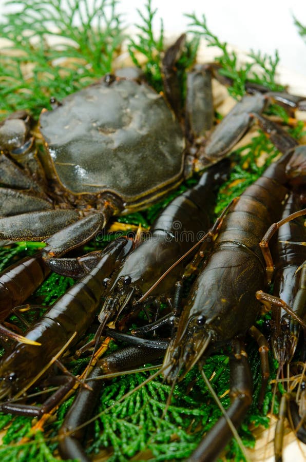 Fresh crustacean stock photo. Image of life, wide, mitten - 23123636