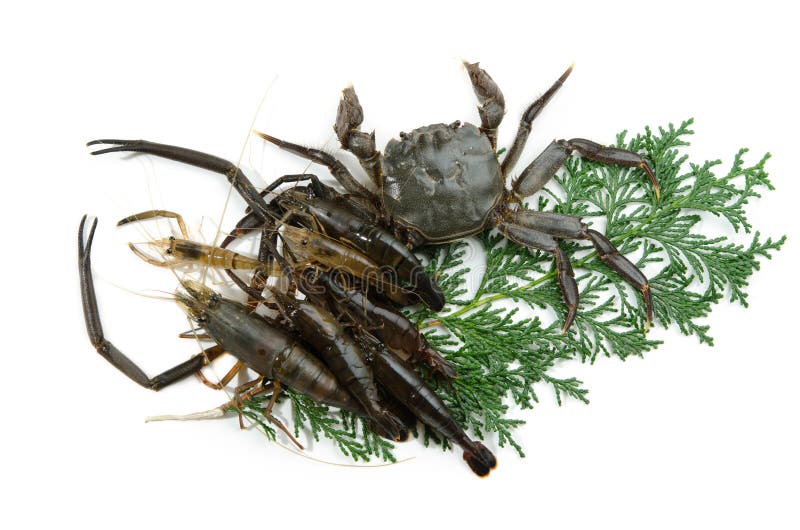 Fresh crustacean stock photo. Image of eating, dinner - 23123688