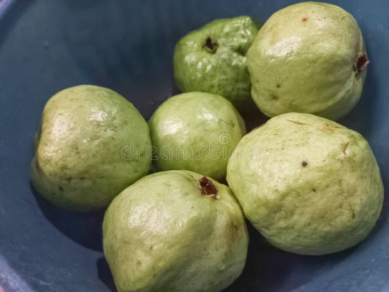 Fresh Crystal Guava Fruit from Tree in Indonesia Stock Image - Image of ...